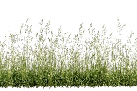 Tall Grass Pngs For Free Download