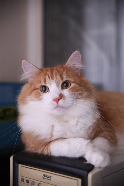 Мой красивый кот животные реактора красивое фото кошки