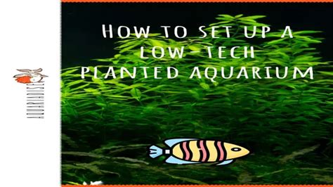 How To Maintain A Low Tech Planted Aquarium Tips And Tricks For Easy