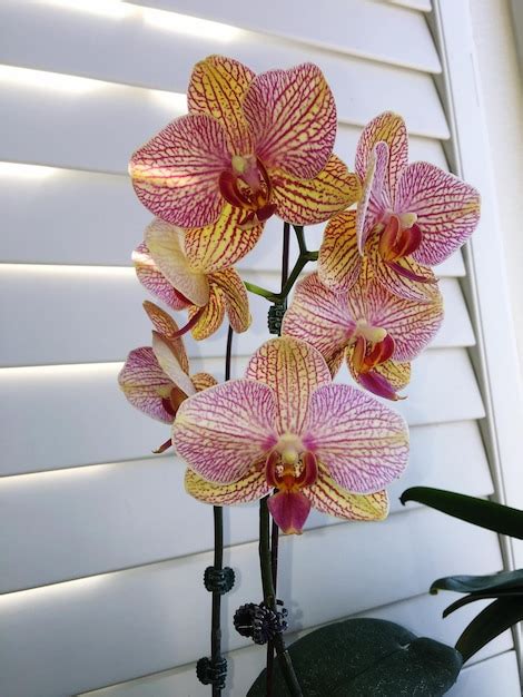 Premium Photo Orchids By Blinds At Home