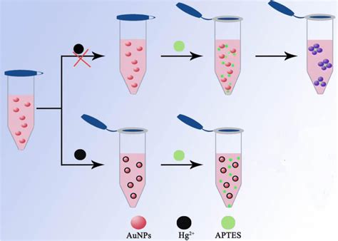 Schematic illustration of colorimetric detection of Hg² based on gold