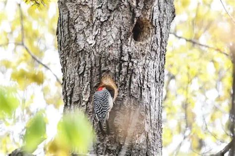 16 Facts About Red Bellied Woodpeckers Bird Feeder Hub