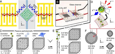 Robust Acoustic Trapping And Perturbation Of Single Cell Microswimmers Illuminate Three