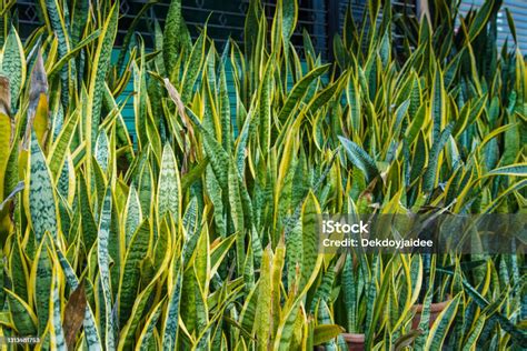 드라케나세아에의 산세비에리아 트리파시아타 녹색과 노란색 녹색 잎 꽃 냄비 텍스처 배경 자연 장식 하우스 0명에 대한 스톡 사진 및 기타 이미지 Istock