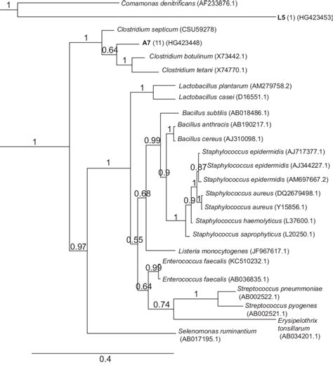 Phylogenetic Tree Of The Firmicutes Based On Partial 16s Rdna Sequences