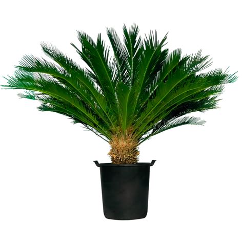 The Cycus Tree Al Qalamoonnurseries