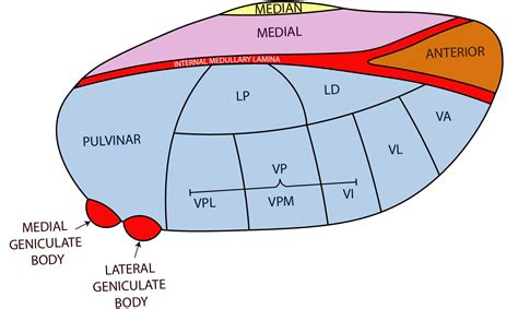 What Is The Difference Between Thalamus And Hypothalamus