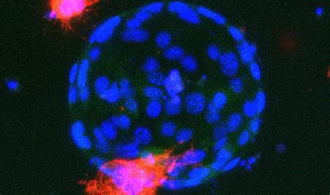 A Wholesome Environment For Gut Stem Cells Asian Scientist Magazine