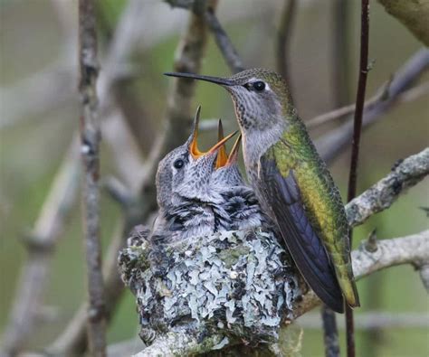 Hummingbird Mother And Babies Wildcare