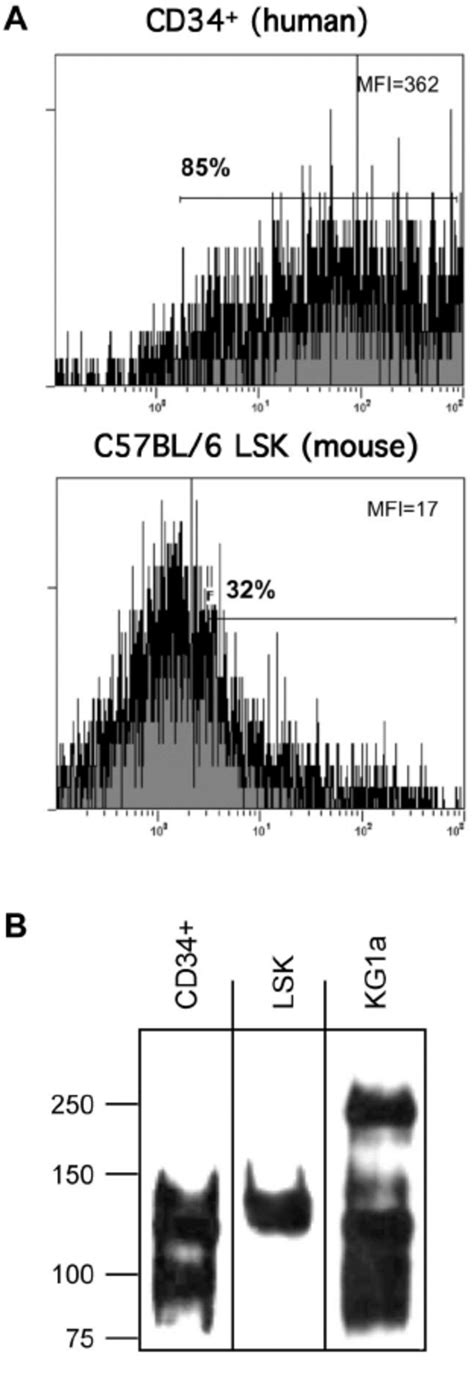 Analysis Of E Selectin Ligand Expression On Human Cd34 ؉ Cells And Download Scientific Diagram