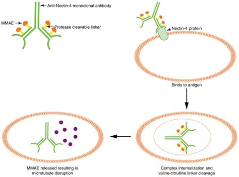 Role Of Nectin‑4 Protein In Cancer Review