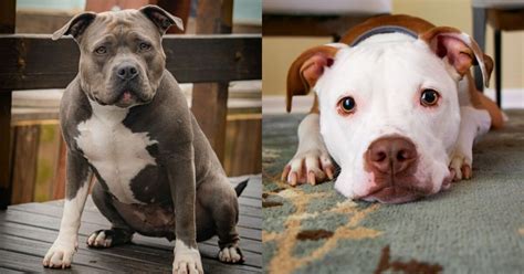 ¿los Pitbull Son Agresivos Experta Explica Qué Tan Peligrosa Es Esta