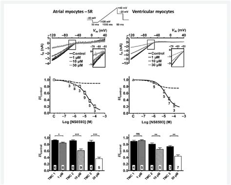 Effect Of Ns8593 On Inwardly Rectifying K Currents In Atrial Myocytes Download Scientific