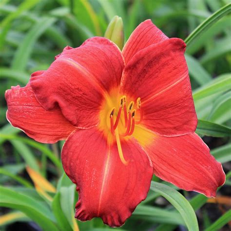 Chicago Apache Daylily Landscapedirect