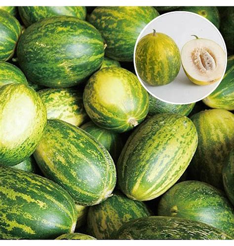 고령 산지 열대과일 파파야메론 고당도 달콤한 멜론 티몬