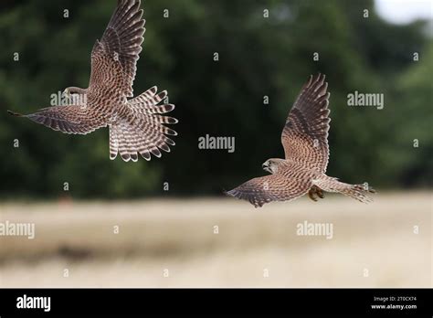The Kestrel Siblings Chase Each Other Richmond England Heartracing