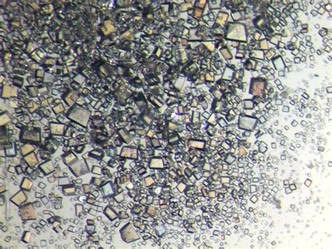 Cockroach Milk Yes You Read That Right The Salt Npr