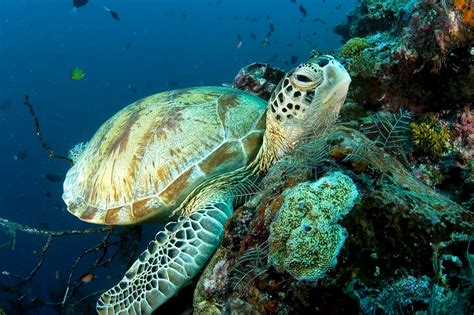 7 Best Underwater Photography Locations In Southeast Asia Nature Ttl