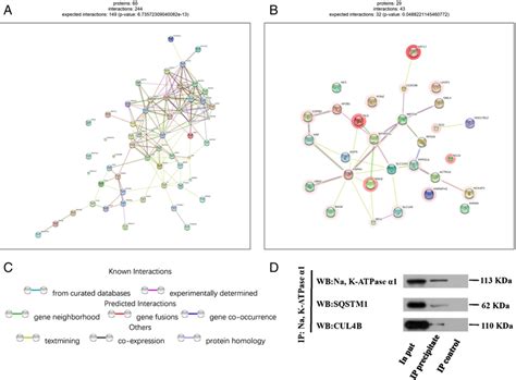 String Protein Protein Interaction Analysis A Protein Interaction