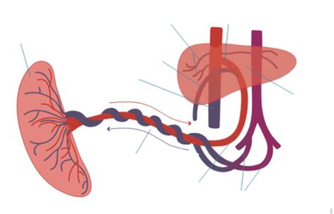 Maternity Flashcards Based On Summer Notes First Edition Flashcards Quizlet