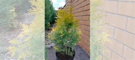 Туя купить в Липецке | Товары для дома и дачи | Авито