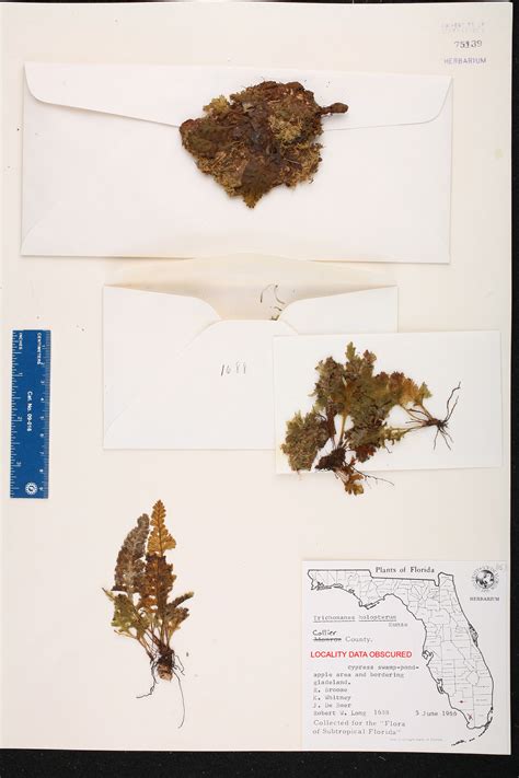 Trichomanes Holopterum Species Page ISB Atlas Of Florida Plants