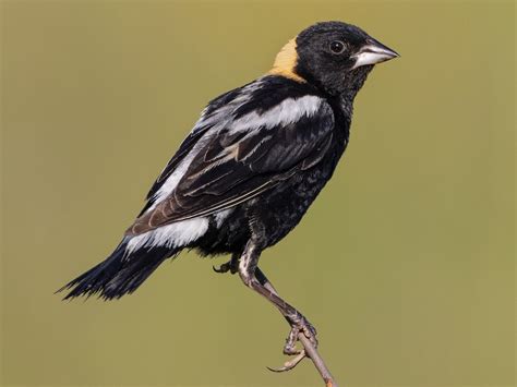 Bobolink Ebird