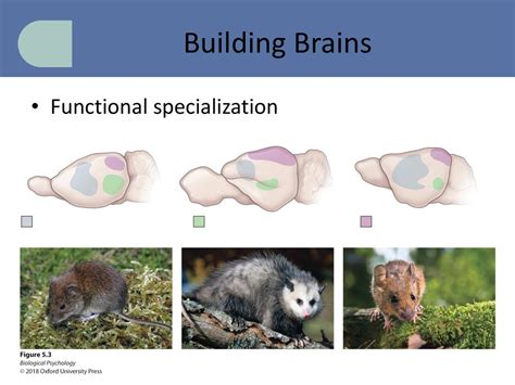 Chapter 5 Evolving Brains Neural Development Neuroplasticity And Recovery Of Function Ppt