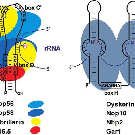 Structure And Function Of Human Telomerase Rna A Synthesis Of Download Scientific Diagram