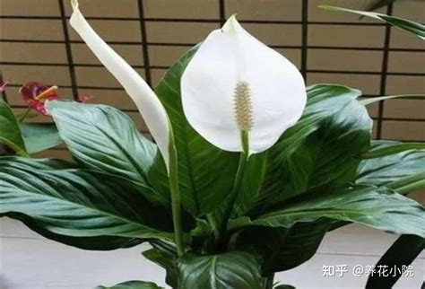 6种“喜阴花卉”，家里阳光少，也能正常开花 知乎