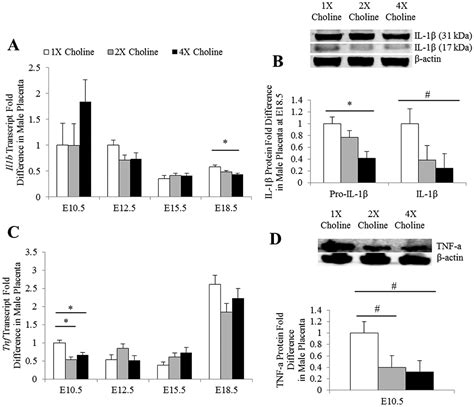 Maternal Choline Supplementation During Murine Pregnancy Modulates