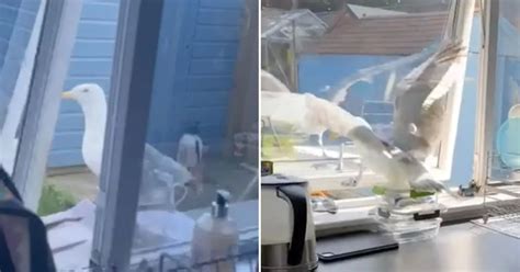 Hilarious Moment Seagull Causes Havoc After Flying Into Womans Kitchen