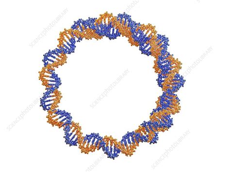Circular Dna Molecule Artwork Stock Image F006 7072 Science