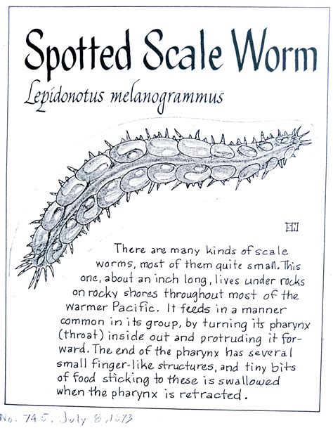 Spotted Scale Worm Lepidonotus Melanogrammus In 2024 Deep Sea