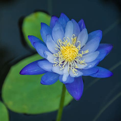 How To Use Blue Lotus Flowers