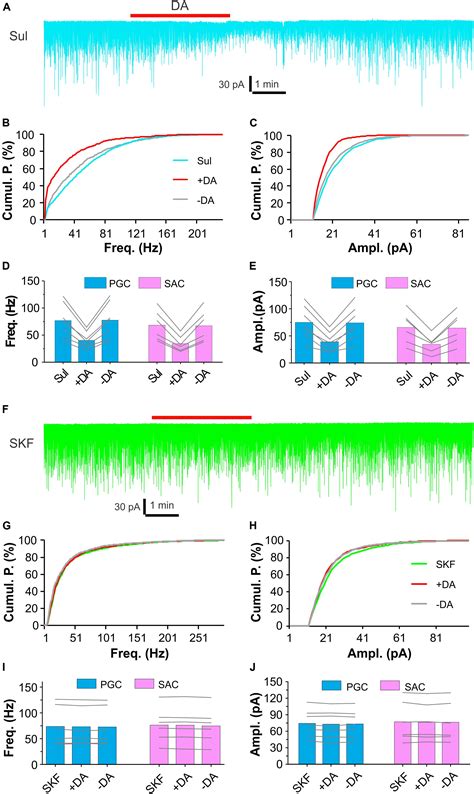 Frontiers Dopaminergic Modulation Of Glomerular Circuits In The Mouse Olfactory Bulb