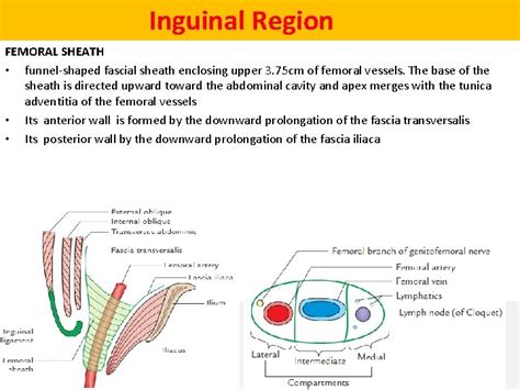 1 St Lecture ANTERIOR ABDOMINAL WALL AND INGUINAL