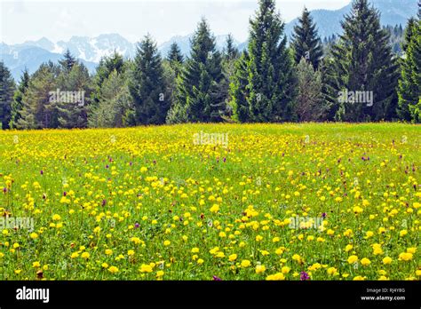 Blumenwiese Im Fr Hjahr Stock Photo Alamy