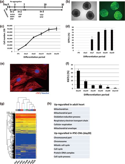 Cardiac Differentiation And Characteristics Of IPSC Derived Download Scientific Diagram
