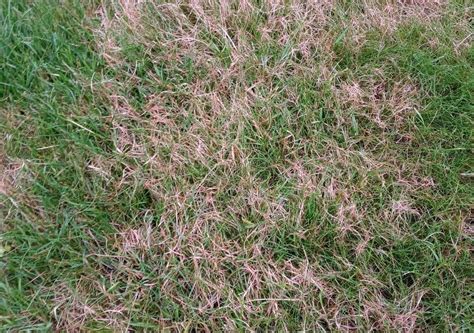 Red Thread Lawn Disease Biolawn