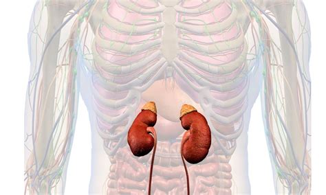 Our Fully Automated Adrenal Function Assay Panel Includes Immunoassays