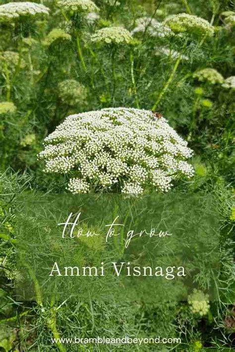 How To Grow Orlaya Grandiflora Bramble And Beyond