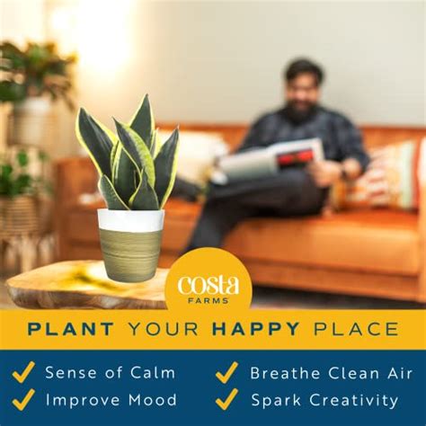 Costa Farms Snake Plant Easy Care Live Indoor Plant in Décor Planter