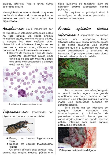 SOLUTION C Pia De Resumo De Patologia Sistema Hematopoi Tico Docx