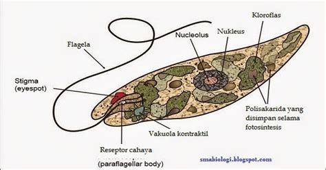 What Is Euglenophytas Traits Habitats Classifications And Roles For