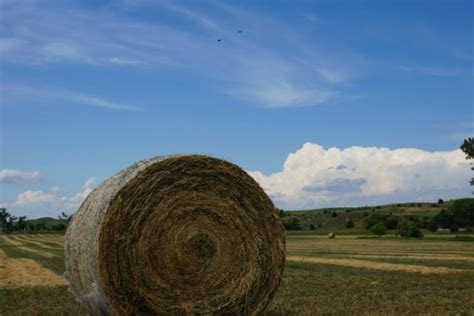 Alfalfa Arrow Seed
