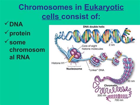 Presentation On Eukaryotic Dna Replication Ppt