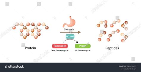 Protein Digestion Stomach Gastric Juice Pepsin Stock Vector Royalty
