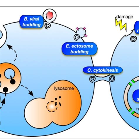 Broad Overview Of Endosomal Sorting Complex Required For Transport
