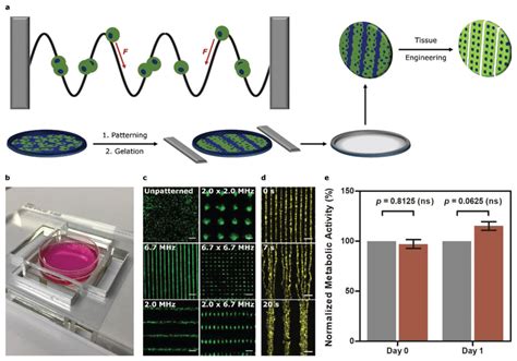 Acoustic Cell Patterning Download Scientific Diagram